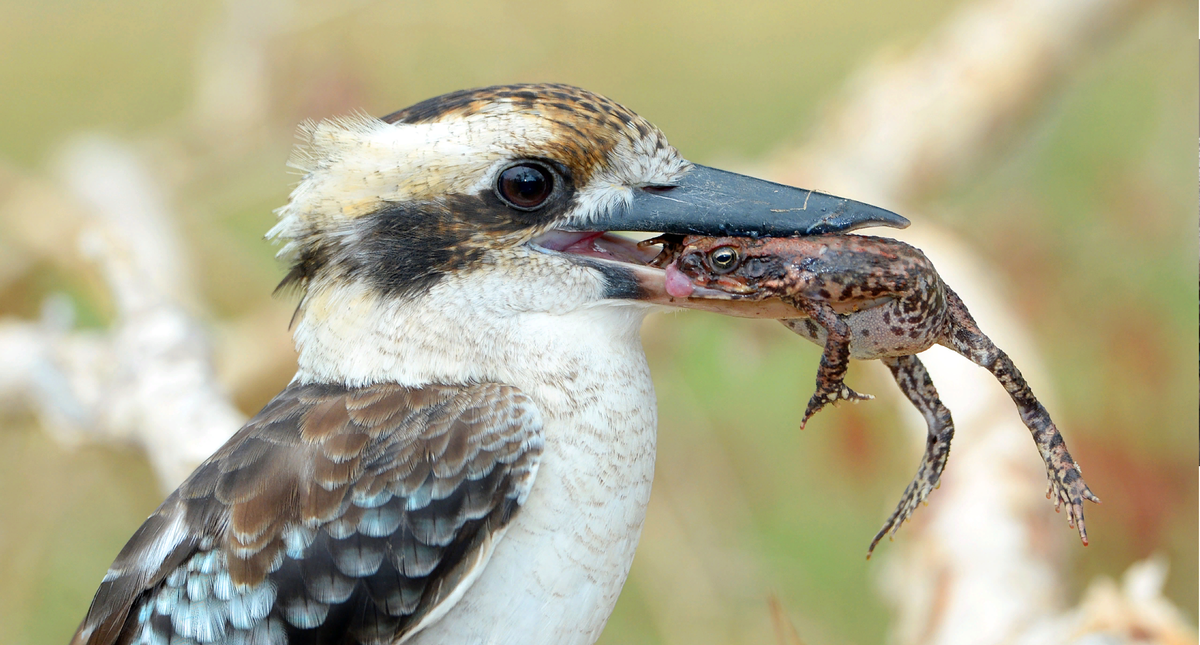 Черно-белый японский кроссворд «Кукабарра»